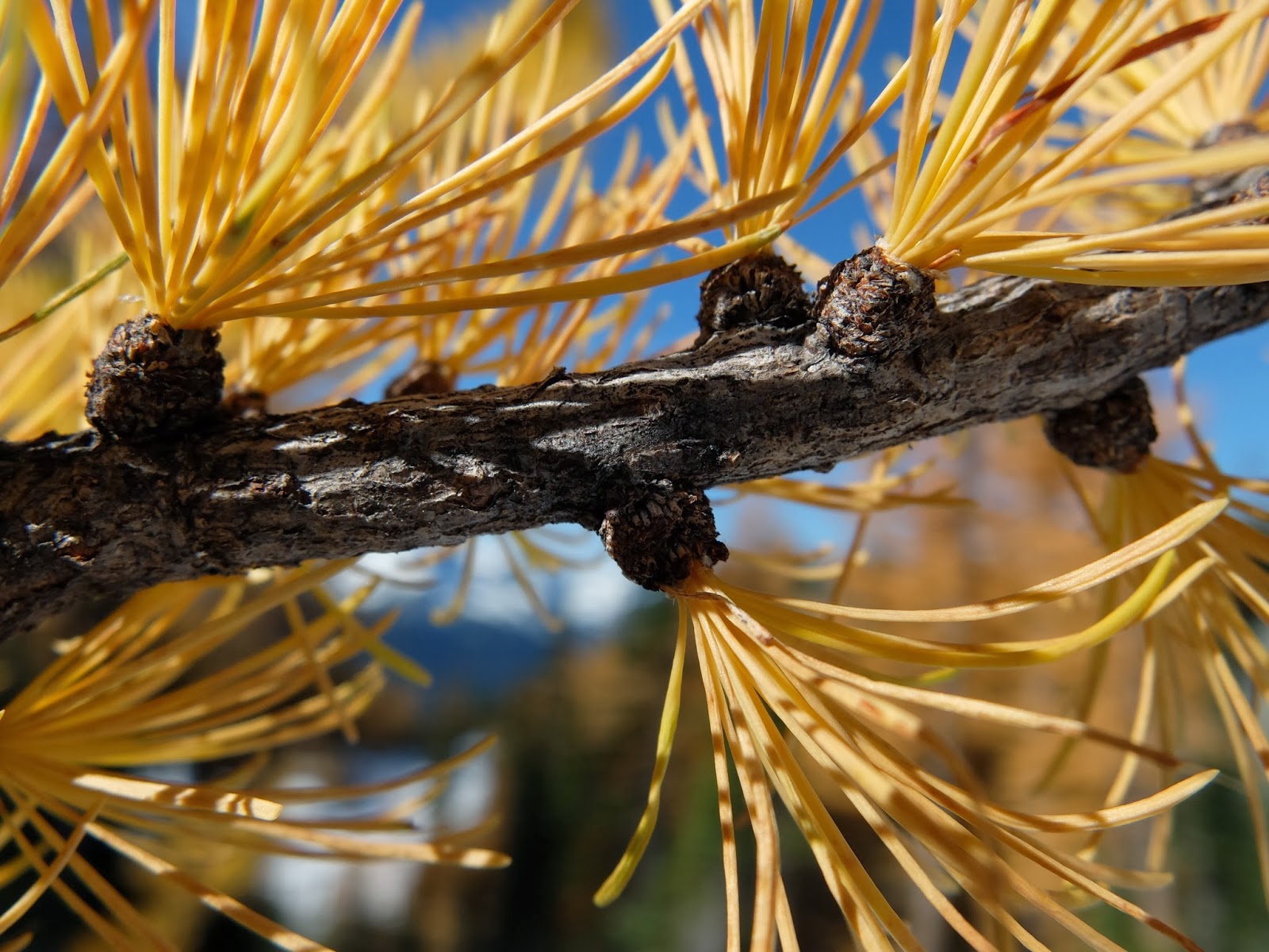 TravelMarx: Binomen Art – Larix (Larch)