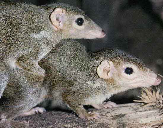 vliegende katten en toepaja's / zoogdieren | Animal-wereld