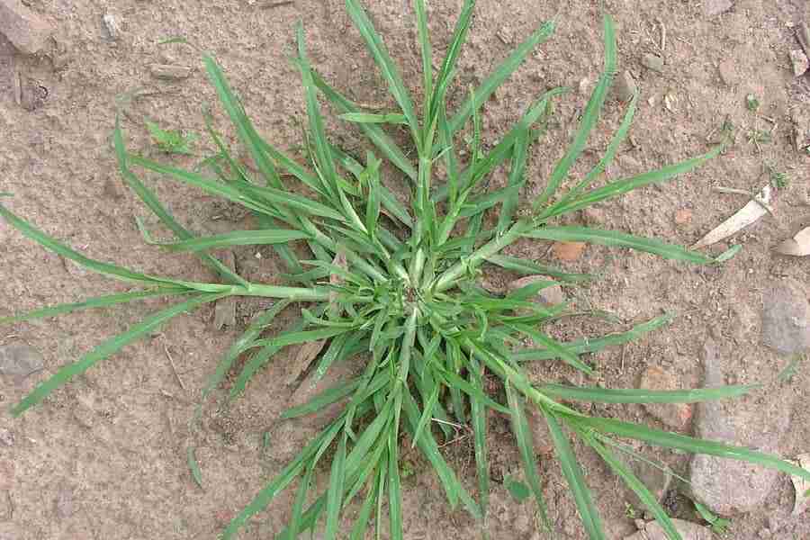 The Tired Mama-ph: Goosegrass/Paragis- 10 Potential Health Benefits ...