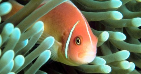 Nature: Observations and Meanings: Clownfish: Cooperation