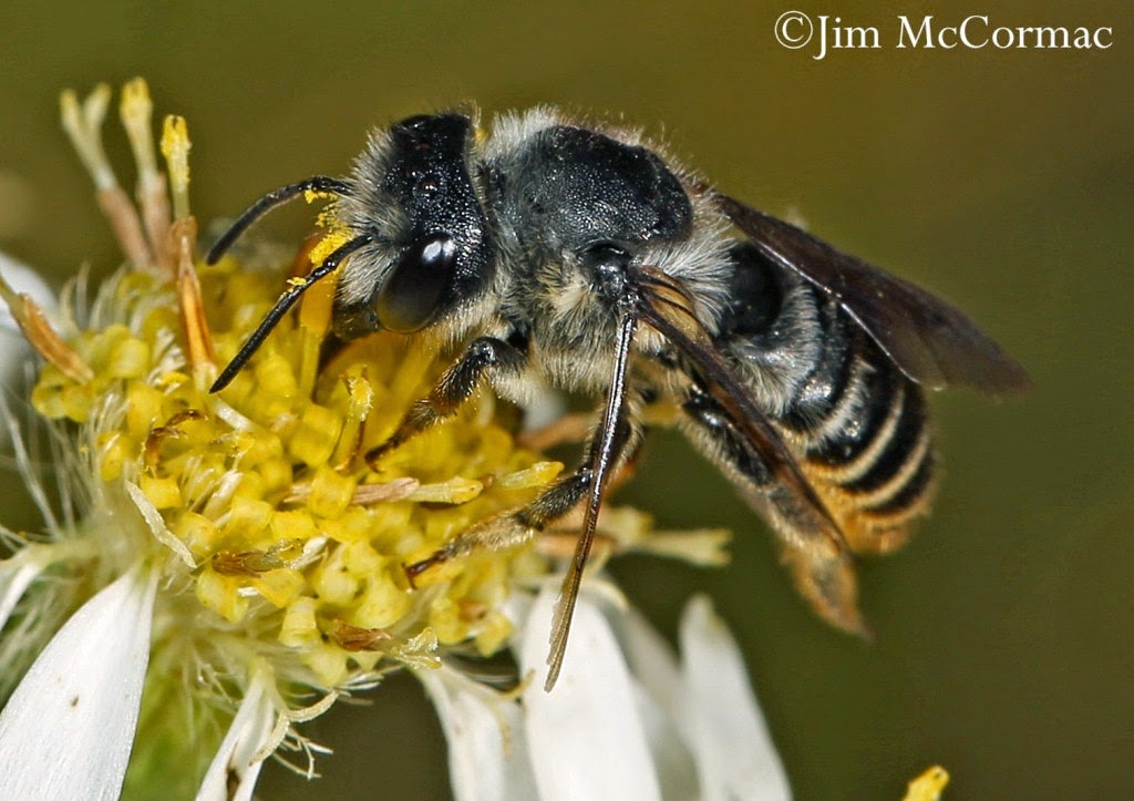 Ohio Birds and Biodiversity: Some random cool Hymenoptera (bees & wasps)