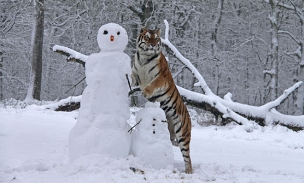 White Wolf : Rescued Circus Tigers Meet Snowmen For The First Time At ...