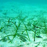 Halodule pinifolia | Indonesian Forest