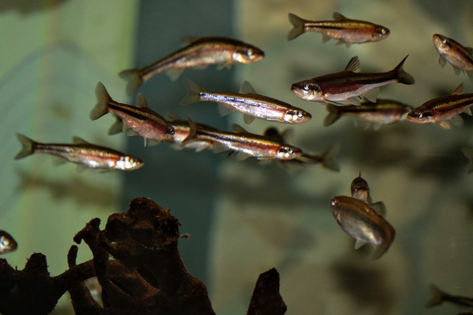 FishPics At The Akrons Zoo