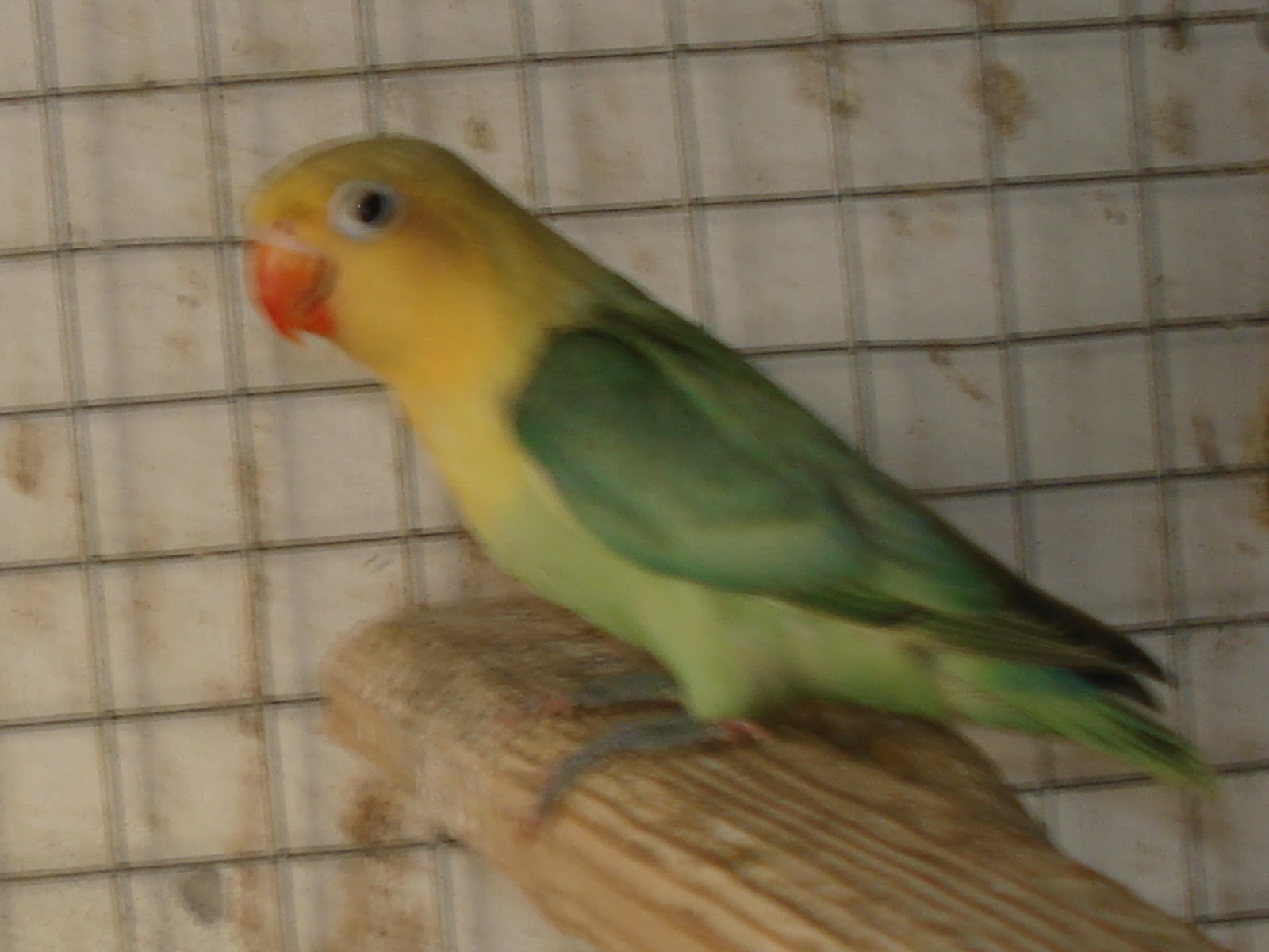 MONTIPSITA: Fischer yellow face Montipsita