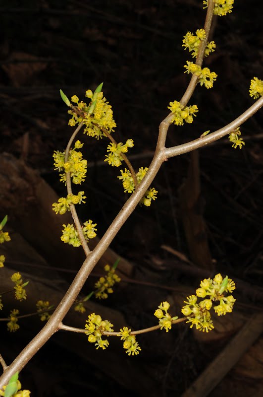Wildflower Ecology: Spicebush in flower