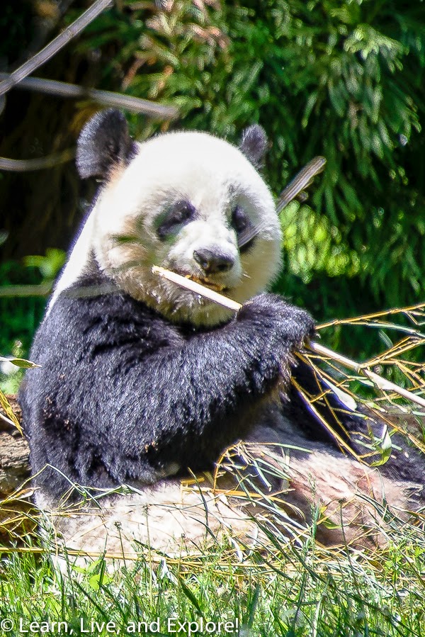 Spotting the Baby Panda at the National Zoo ~ Learn, Live, and Explore!