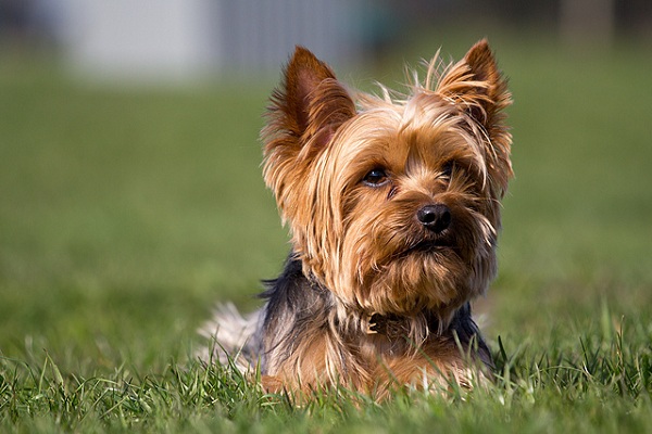 Yorkshire terrier