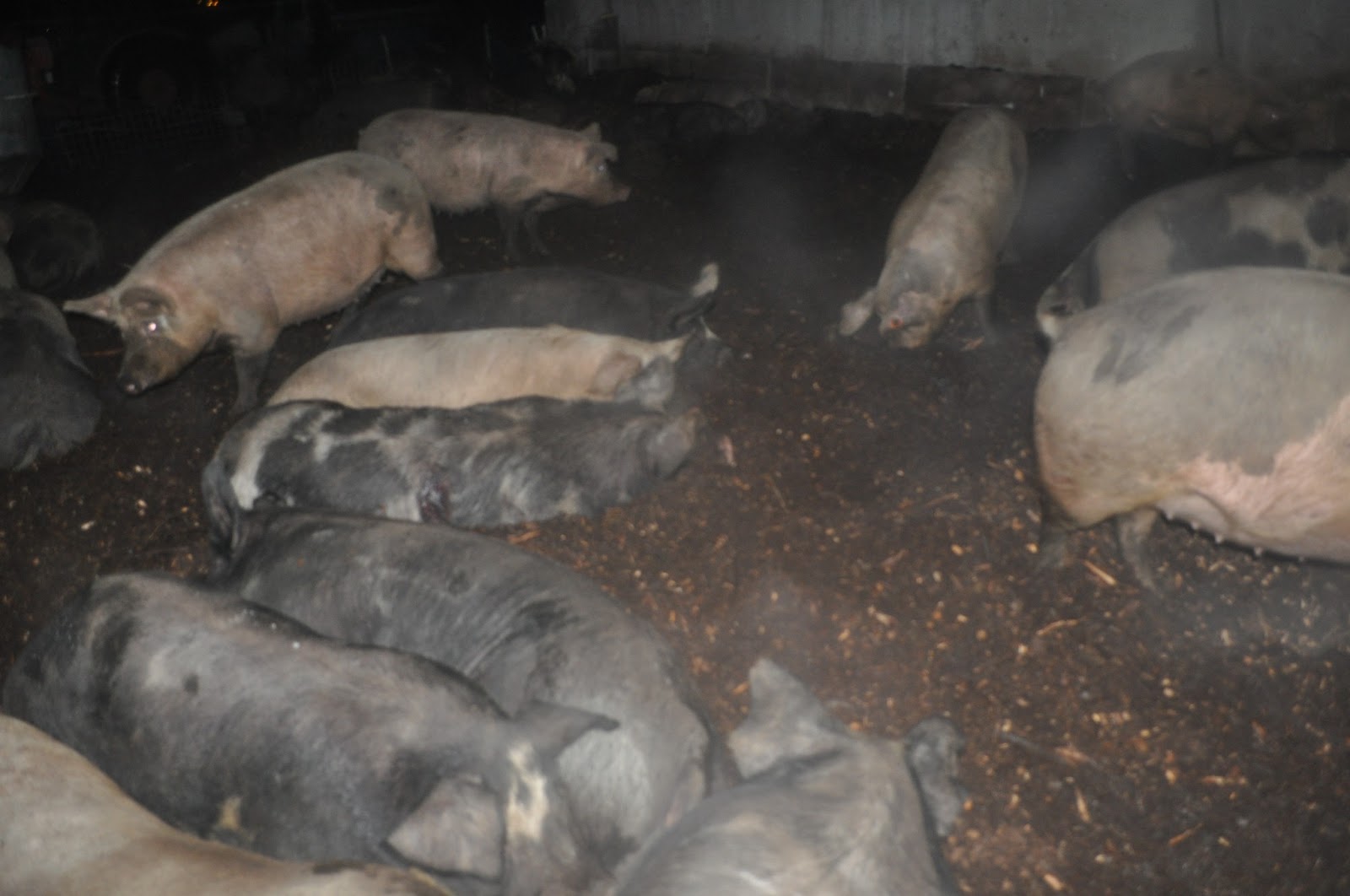 meat: Back to farming...deep litter, 90 days in.