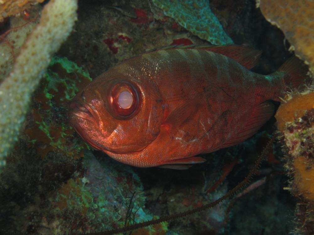 Rambling Jill Glasseye Snapper