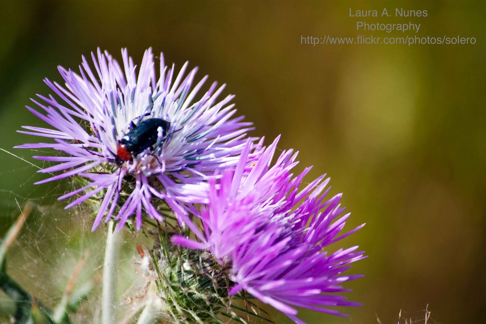 C U B E: Insect in a purple flower, PORTUGAL