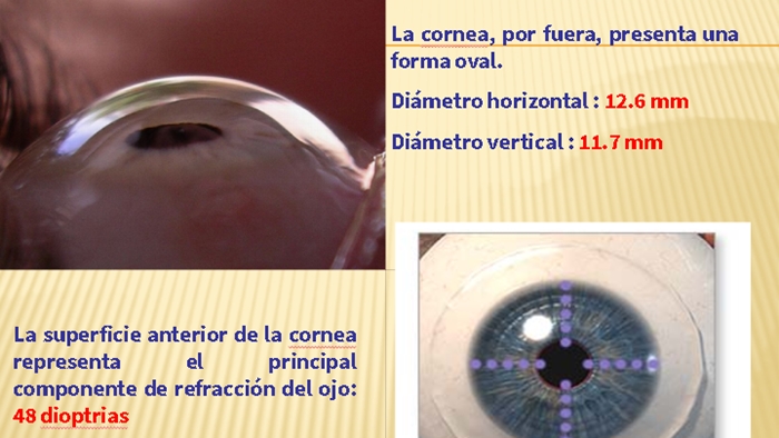 Oftalmología - Cornea | USMP FN Archivos