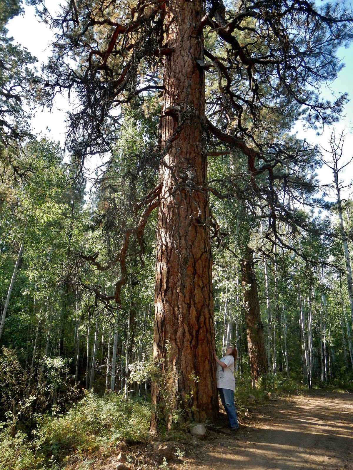 The Southwest Through Wide Brown Eyes: The Much Awaited Shay Ridge/Shay ...