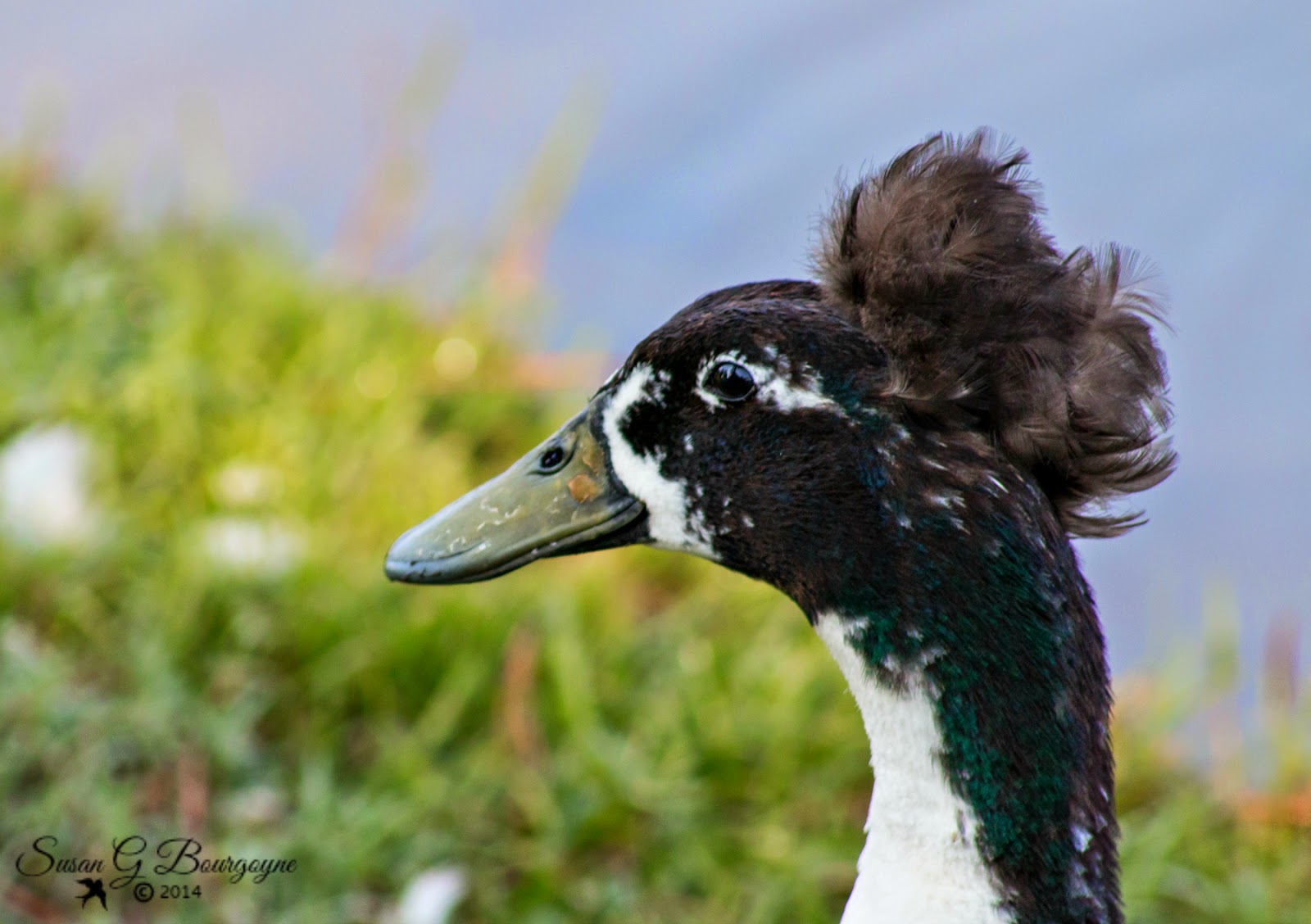 A Breath of Nature: Crested Duck