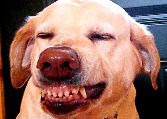 Famous Dogs from TV, Film, YouTube and More! | BOLD and UNUSUAL DOG ...