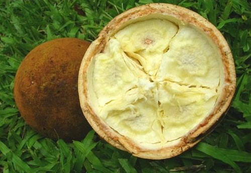 Copoazú Producto Tropical