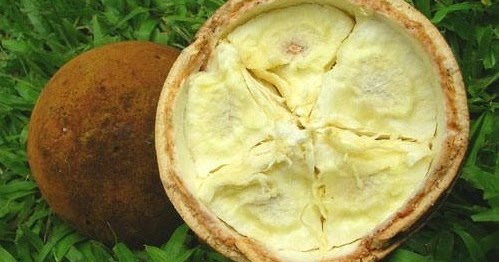 Copoazú Producto Tropical