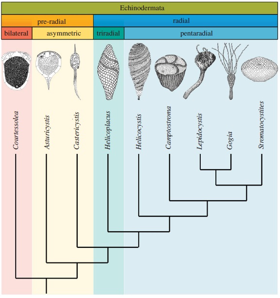 Info animales: FILOGENIA, el árbol de los consensos en los invertebrados