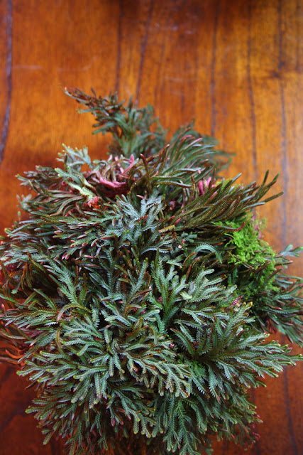 The Rainforest Garden: Six Shades of Selaginella