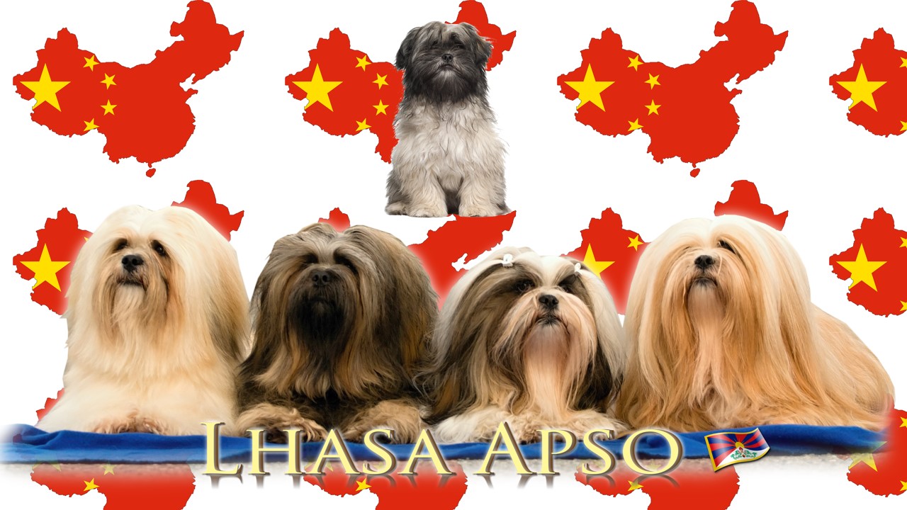 Razas de perros Chinos: Pequeñas, Grandes y Sin Pelo