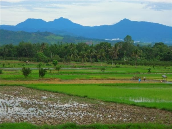 Manisnya Balangan: Gunung Halau Halau (Puncak Tertinggi di Kalimantan ...