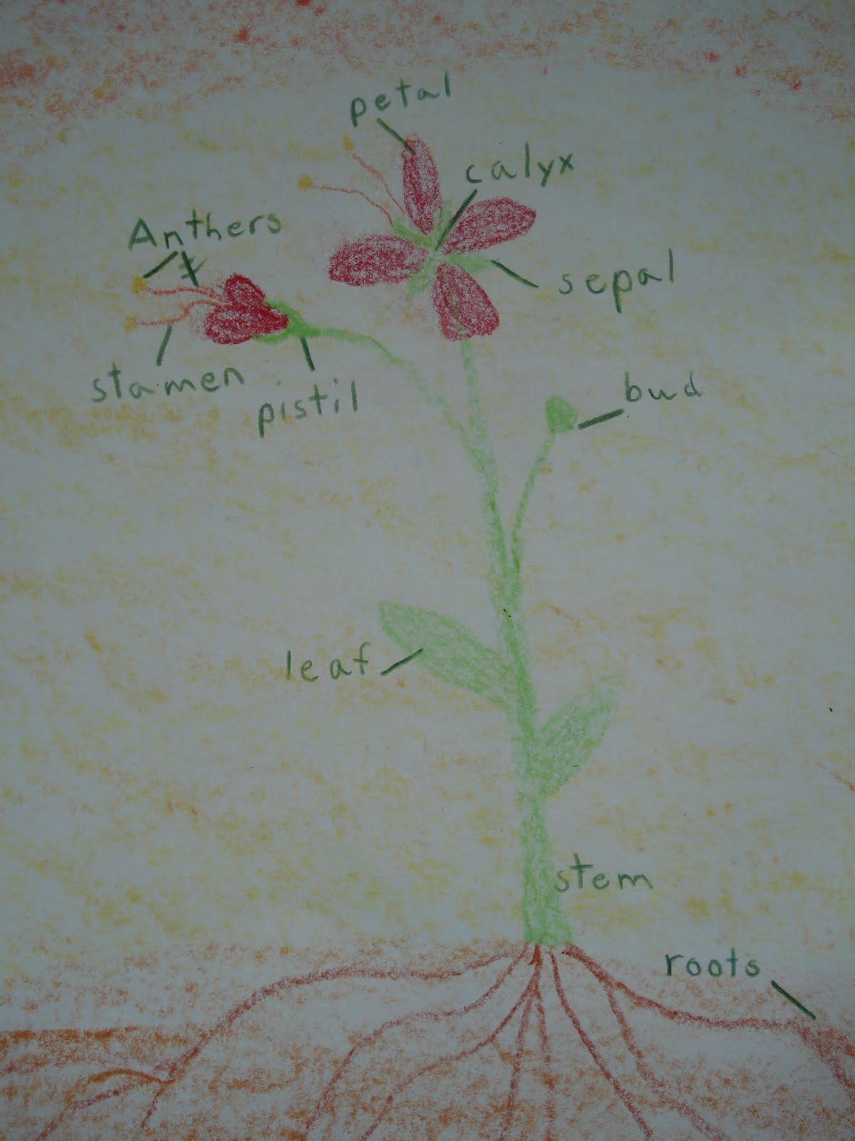 heirloom seasons: Waldorf 5th Grade - Botany (and...)