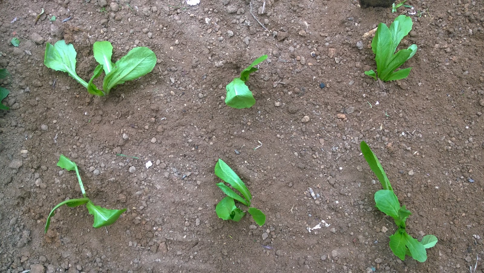 How To Grow Romaine Lettuce