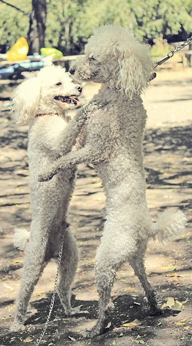 ROXY: Definicion de Perreo xD!!