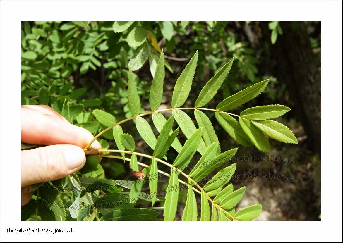 Sorbier domestique Cormier Sorbus domestica. 2014 093
