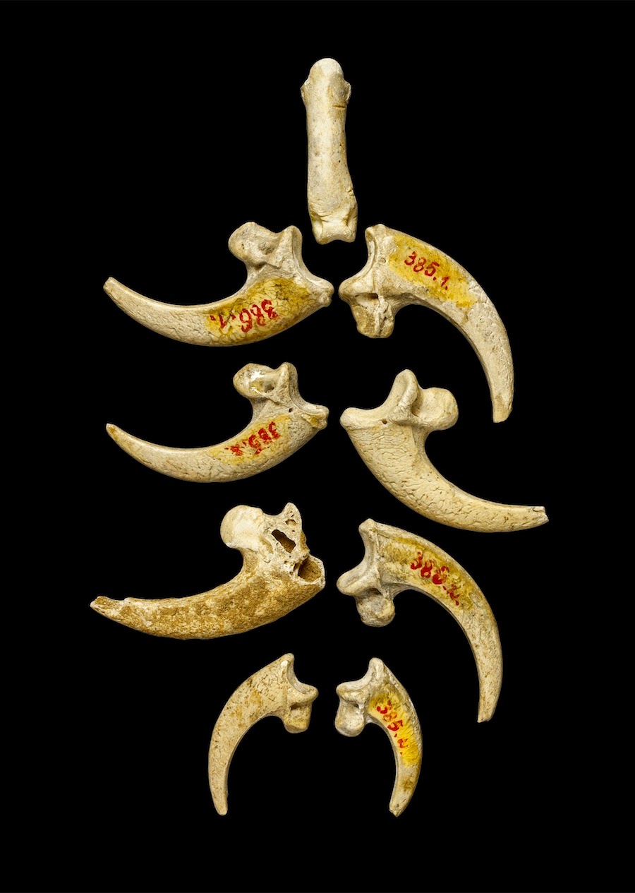 Stephen Bodio's Querencia: Neanderthal Jewelry