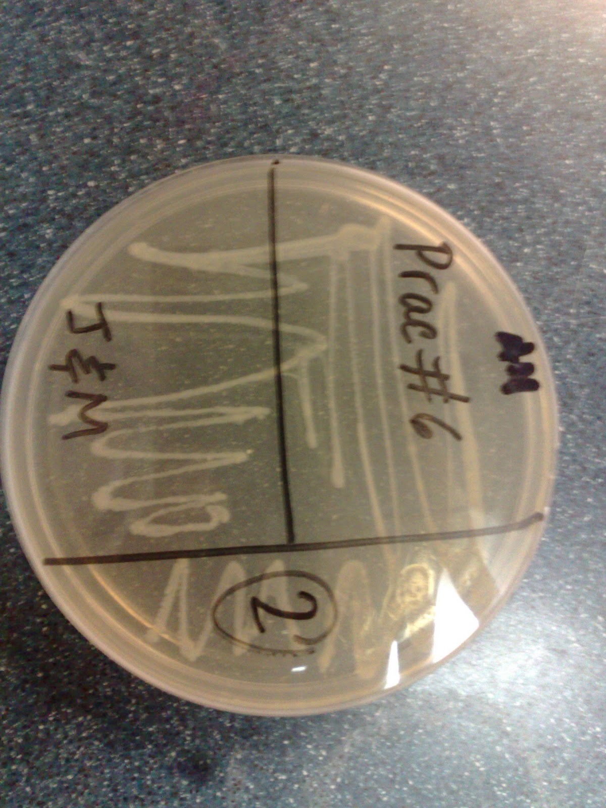 Laboratorio de Microbiologia: Aislamiento de 2 Microorganismos y ...