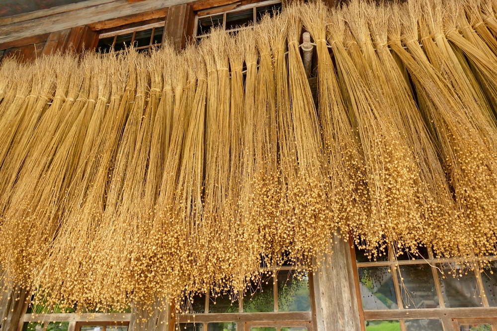 romantischeslandleben: Leinsamen im eigenen Garten!