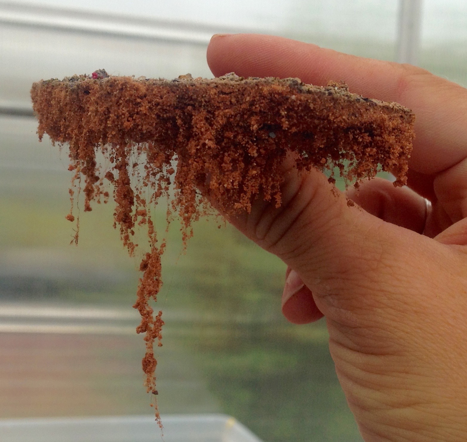 Forest-Rangeland Soil Ecology Lab: Growing biocrust and putting it into ...