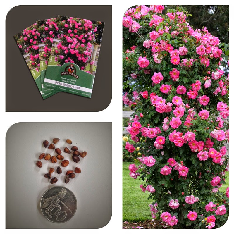 Jual Bibit Benih Bunga Mawar Rambat Merah Jambu Import (Pink Climbing ...