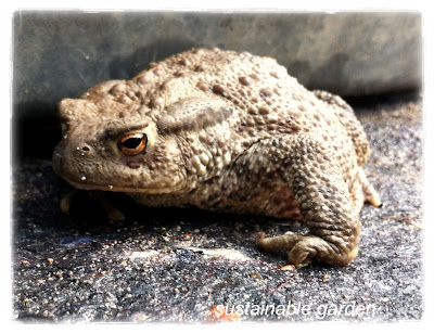sustainable garden: free organic polytunnel pest control