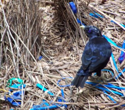 la naturaleza: PÁJARO JARDINERO