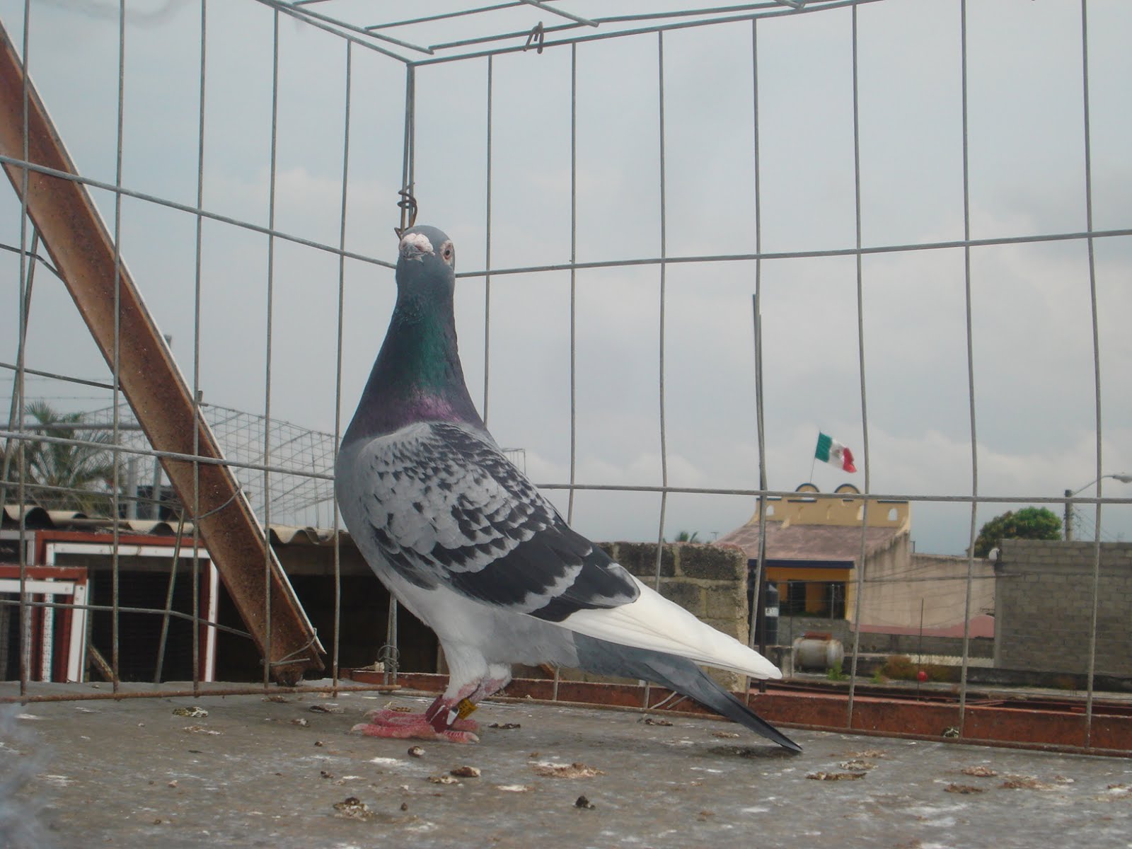 PALOMO GANADOR 020453 MIRMIDONES: PALOMAS GANADORAS DERBY INTERNACIONAL ...