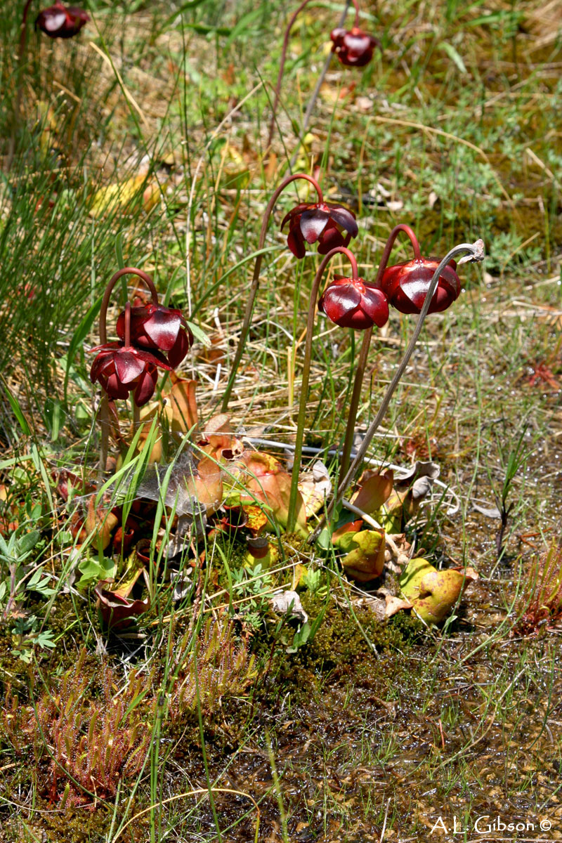 The Buckeye Botanist: Shoreline Fens of the Bruce Peninsula