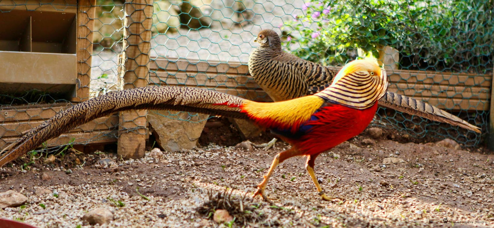 BIRDS OF SON PUÇA: FAISAN DORADO