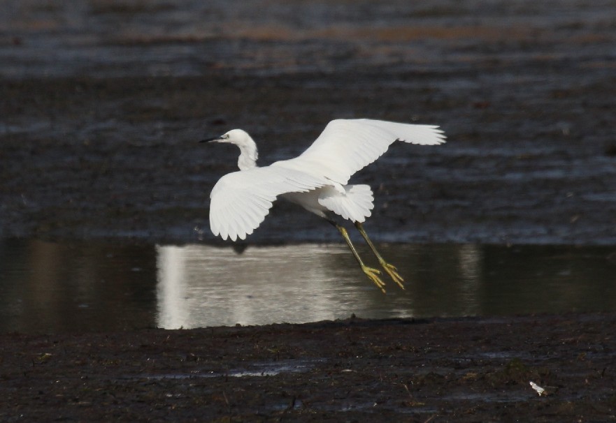 New England Coastal Birds: "Three Days of Winter Seabirding on Cape Cod ...