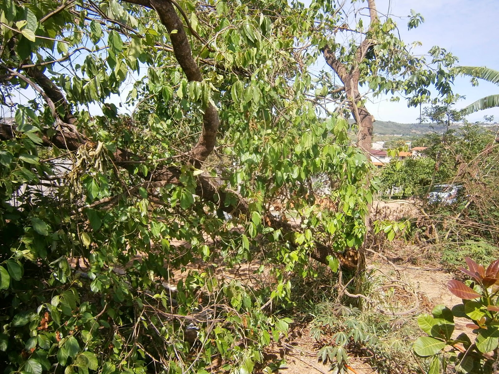 Zelando pela Chacrona e pelo Jagube: Parte da árvore de apoio dos ...