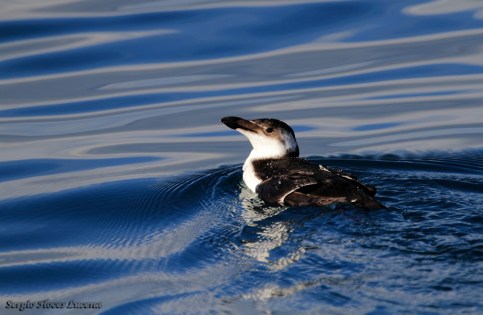 Viajes, Salidas, Naturaleza, (Fotografía).: Alca Común (Alca torda).