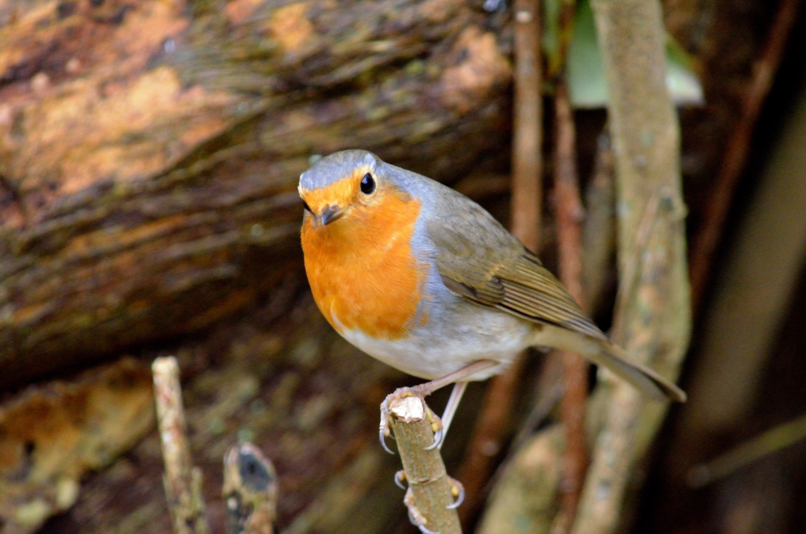 Les oiseaux et autres Animaux de nos jardins et forets: décembre 2012