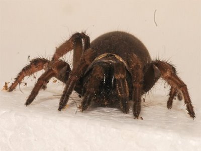 Trapdoor Spider | The Life of Animals
