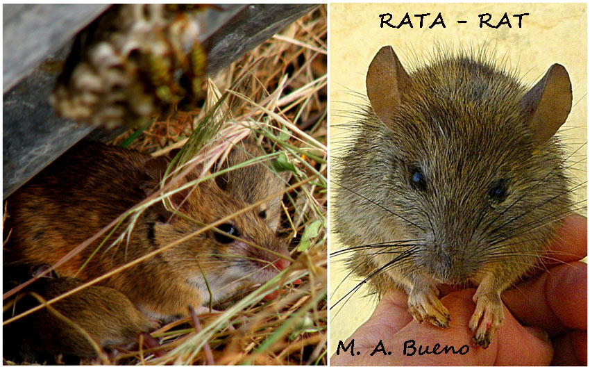 HUESCA Y LA SIERRA DE GUARA: RATAS Rattus Johann Gotthelf Fischer von ...