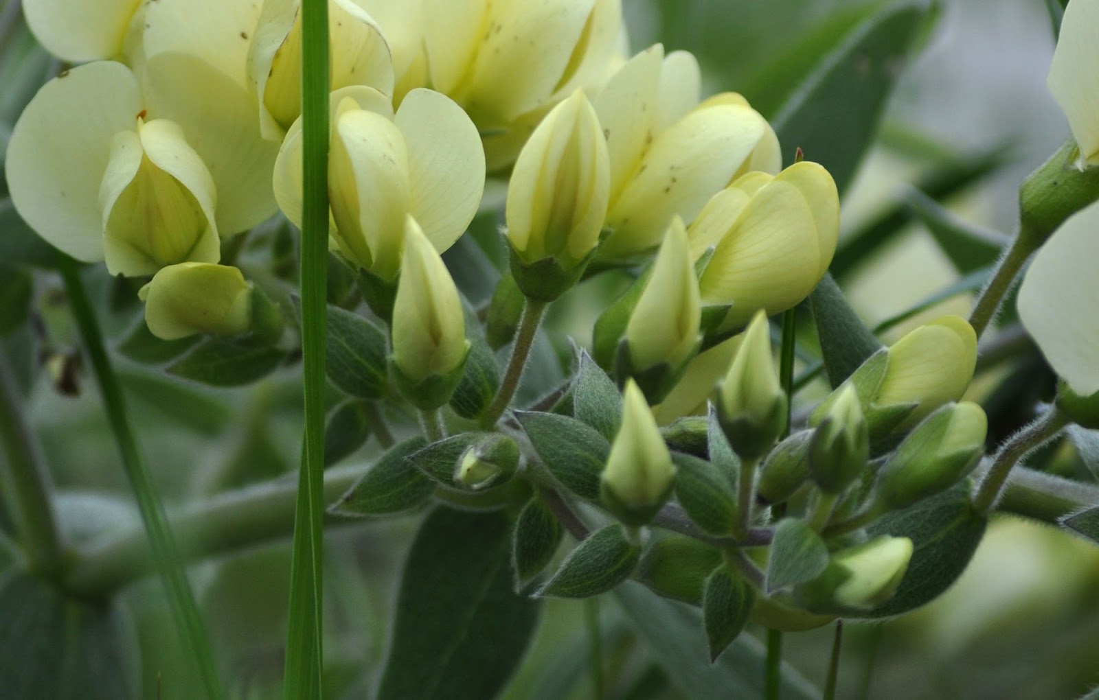 kansas wildflowers: Wild white indigo