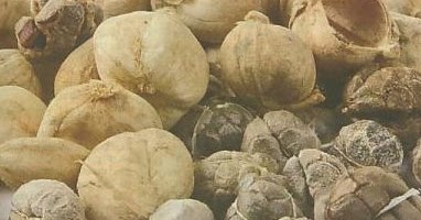 FARMAKOGNOSI : Fructus (buah): AMOMI FRUCTUS