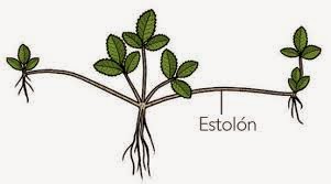 Tipos de tallos- Descripción de la morfología de la planta.