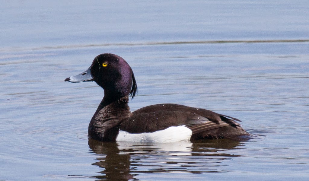 Vogels spotten - vogelsoorten register: Kuifeend