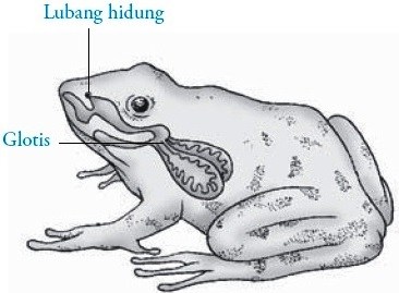 Sistem Pencernaan Pada Katak/Amphibi Lengkap Dengan Fungsinya - belajar ...